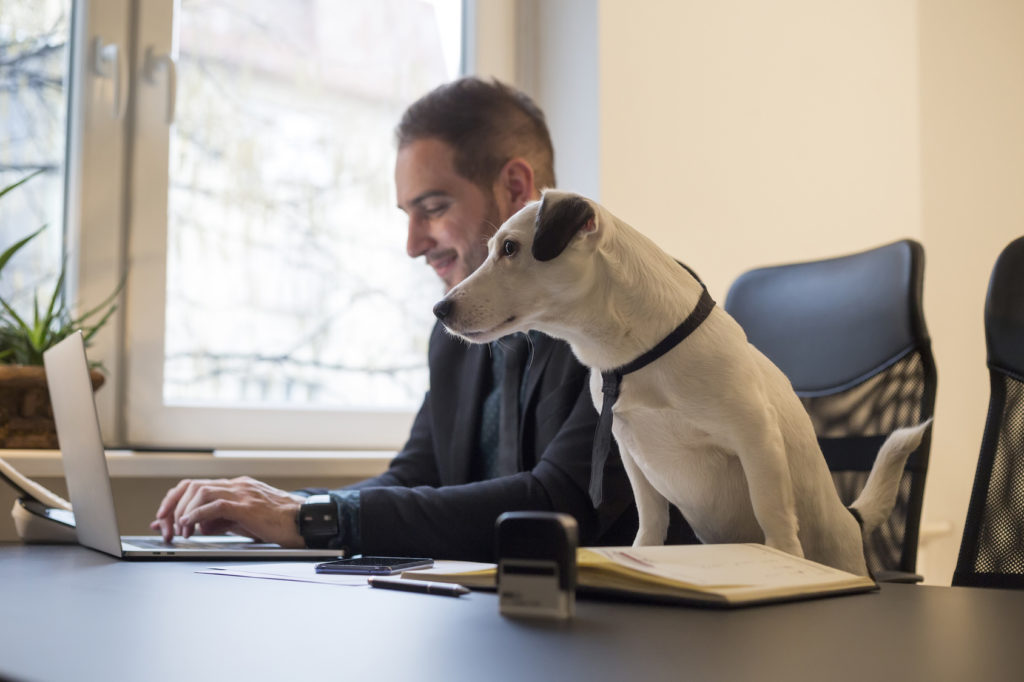 The Pros and Cons of Pet Friendly Offices | Chicago Office Movers